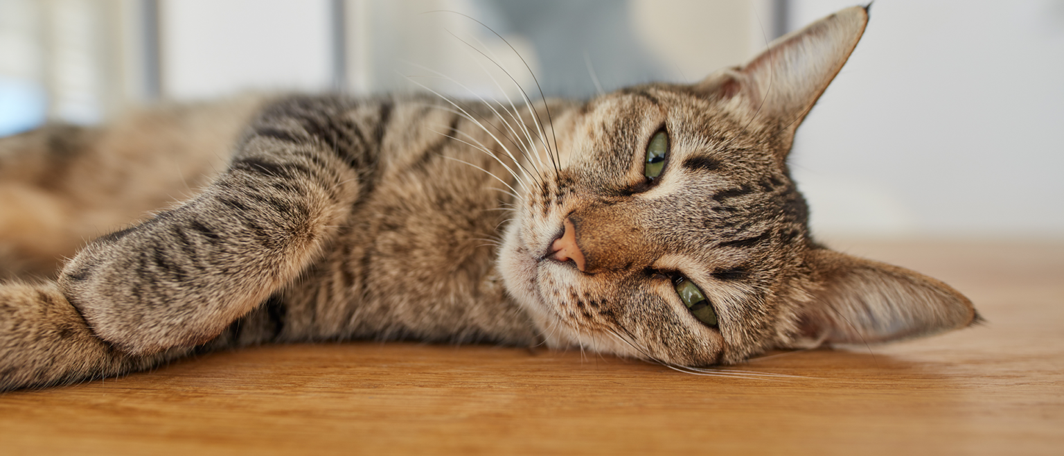 Purr-Fect Pals – Cat rescue & rehoming • Bridlington
